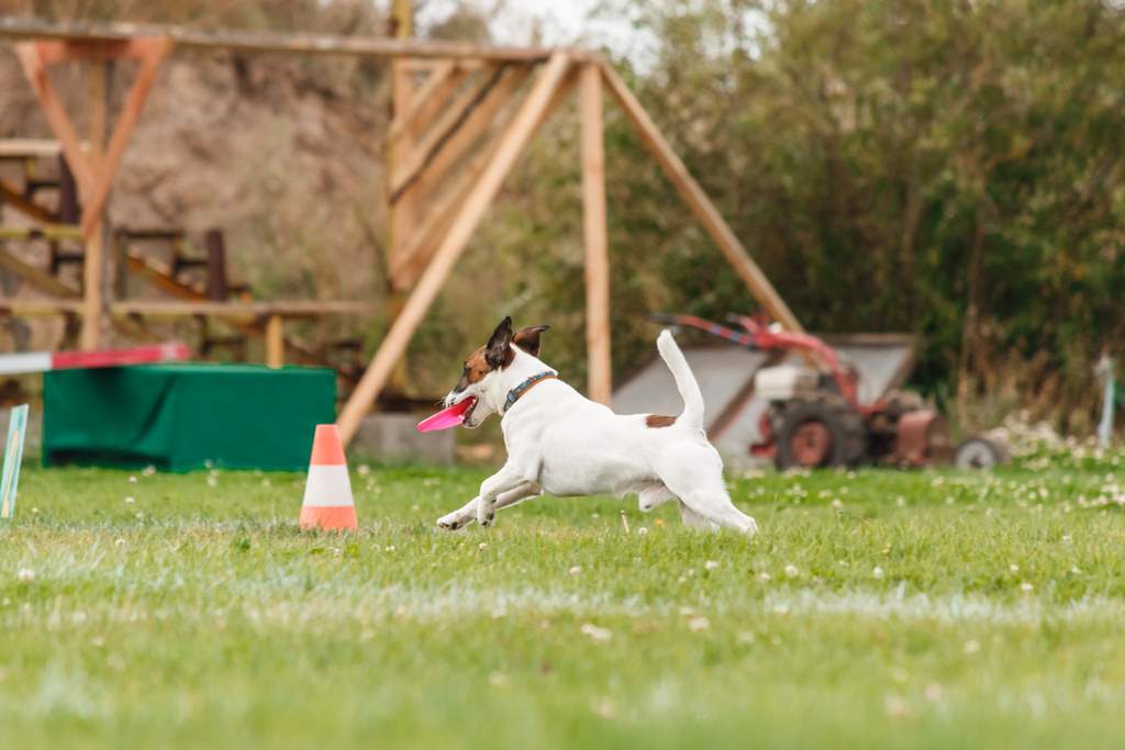 Mascota en forma - Conociendo a mi perro y a mi gato